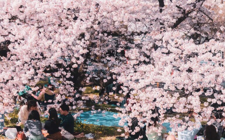 Hanami: Viewing The Cherry Blossoms Keiko Ichibashi From Japan - Topics Mag