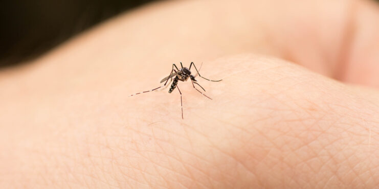Mosquito Control 101: The Do's And Don'ts Of Managing Mosquitoes ...